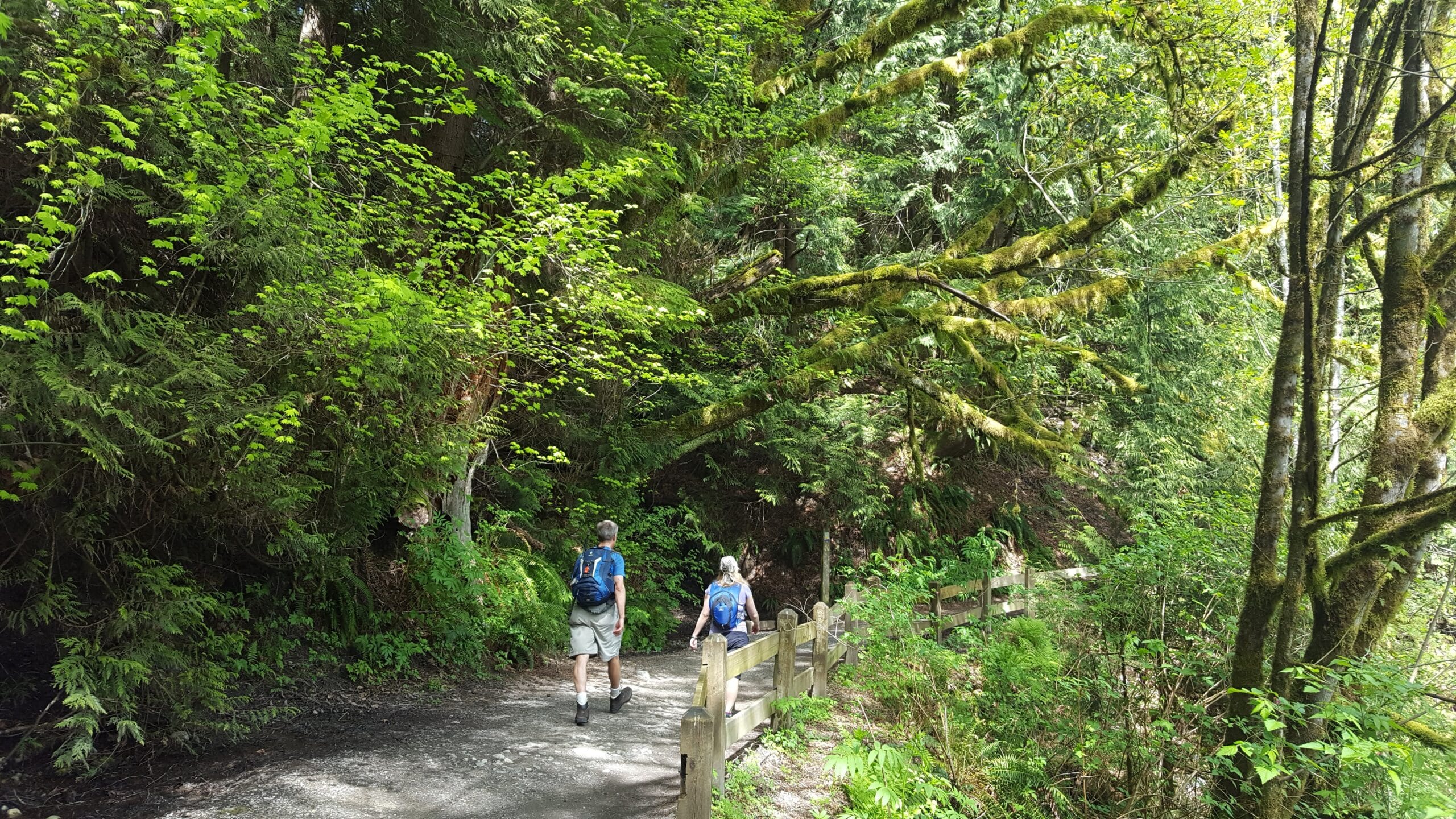 UBC Research Forest Walking Loops - Trails BC